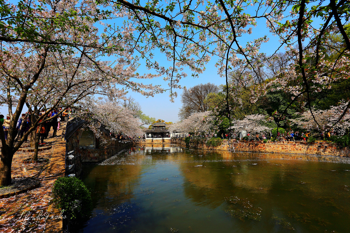 2014无锡鼋头渚樱花-中关村在线摄影论坛