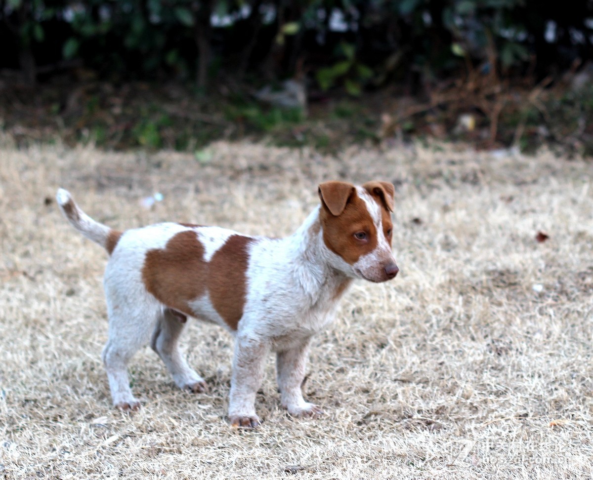 第一次试拍小区 狗狗小队！！！-中关村在线摄影论坛