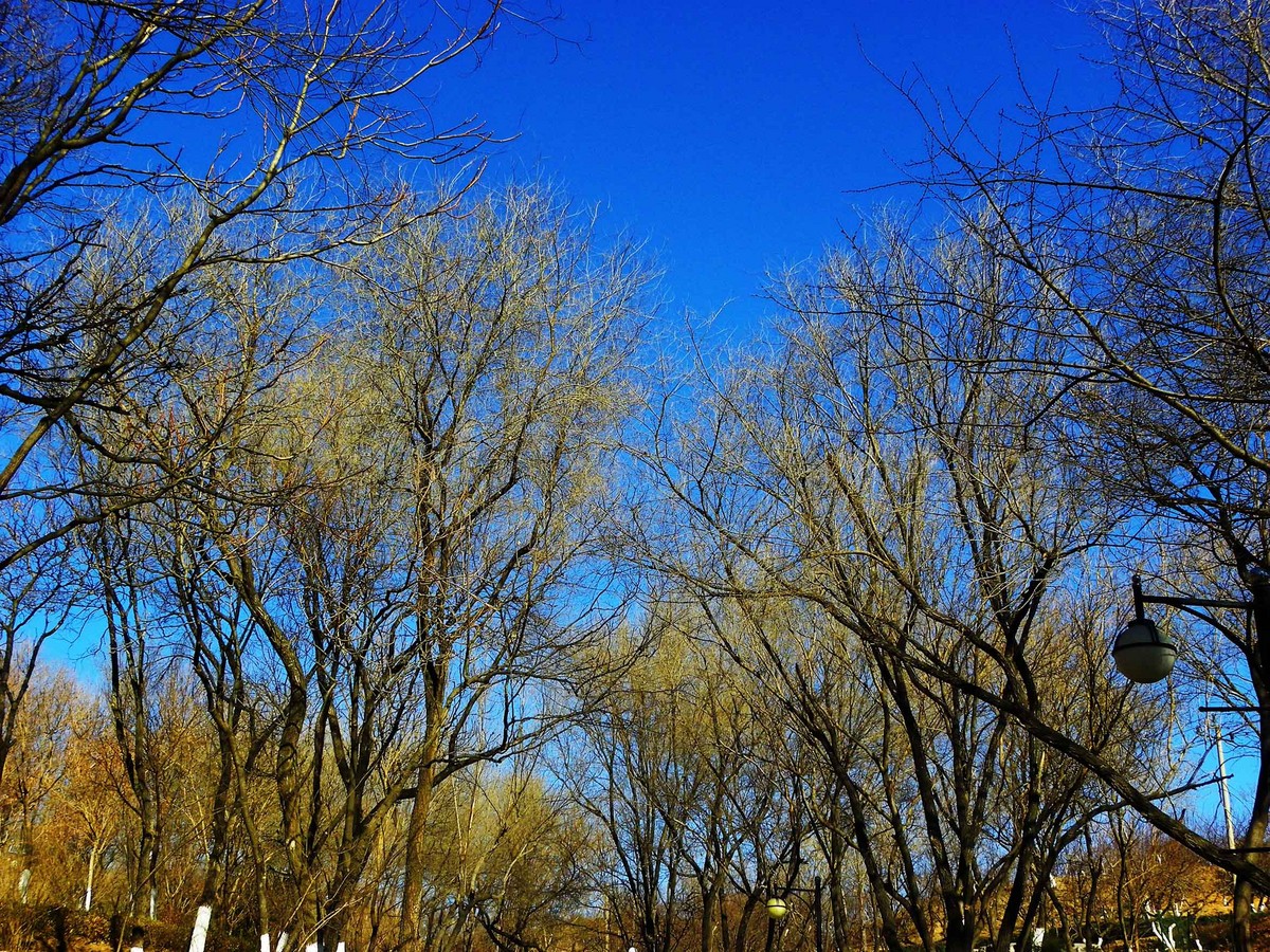 腊八-最美的冬天-中关村在线摄影论坛