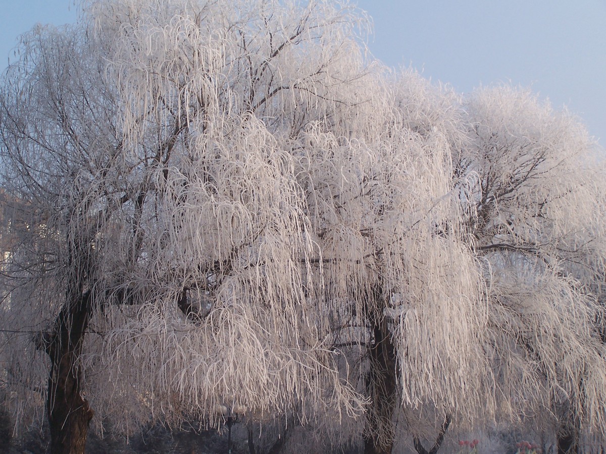 雾锁寒江雪柳吟-中关村在线摄影论坛