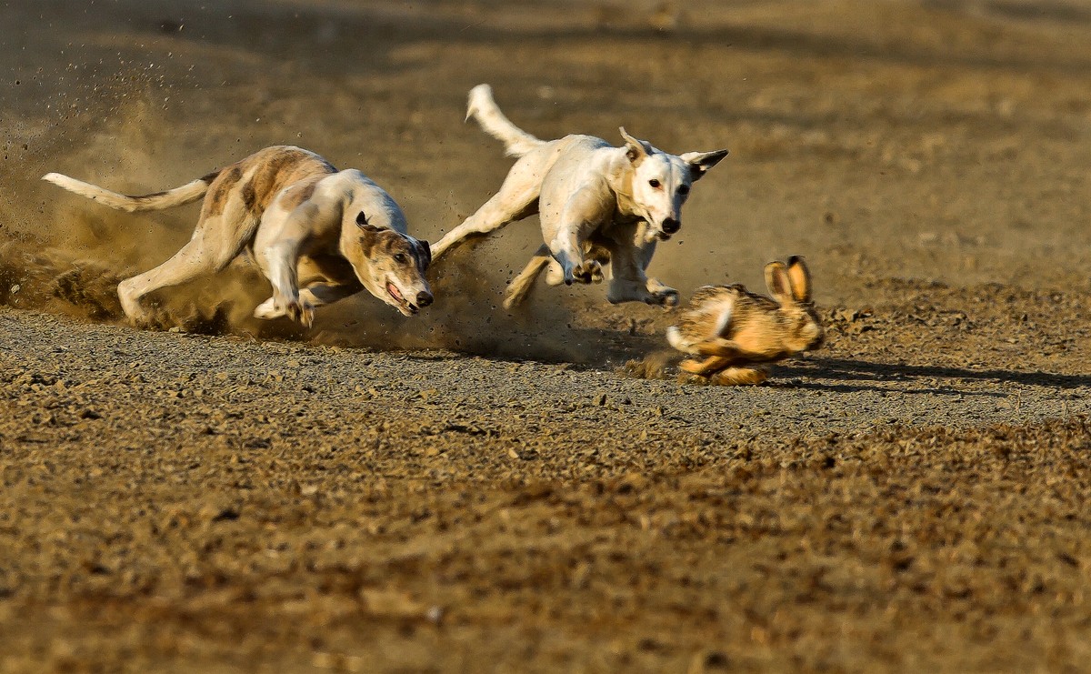 一组狗追兔3----祝海口论坛 红红火火。-中关村在线摄影论坛