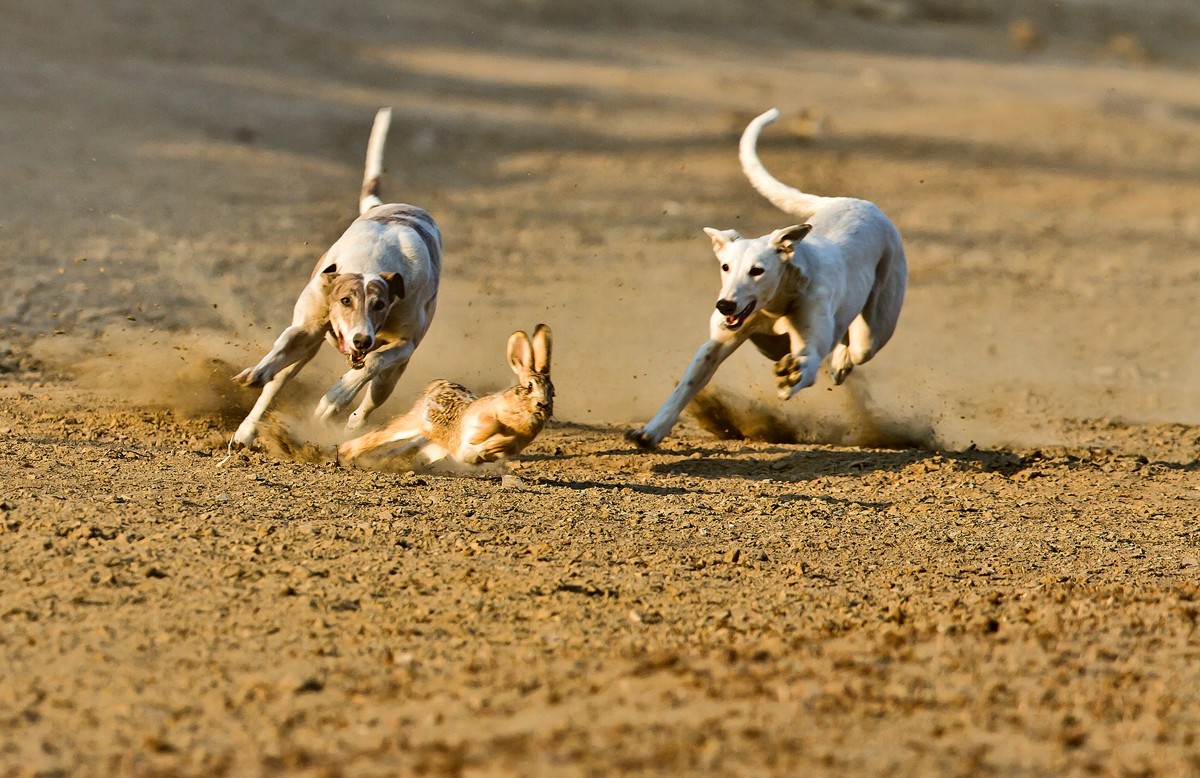 一组狗追兔3----祝海口论坛 红红火火。-中关村在线摄影论坛
