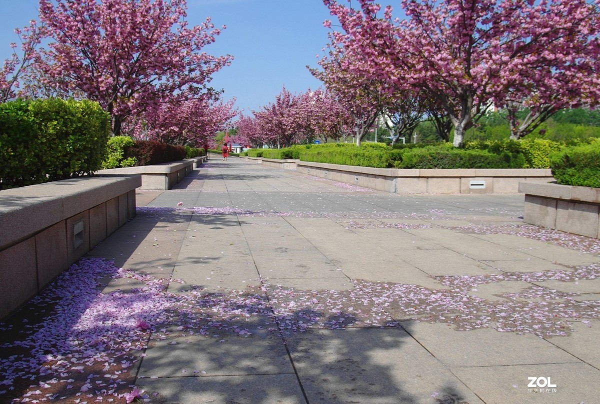 【2020春天的回忆-4】-15P-中关村在线摄影论坛