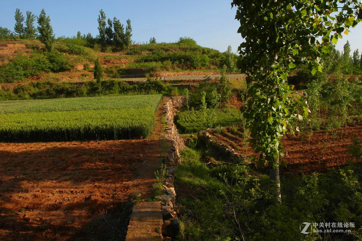 『乡土晨光』123...11P-中关村在线摄影论坛