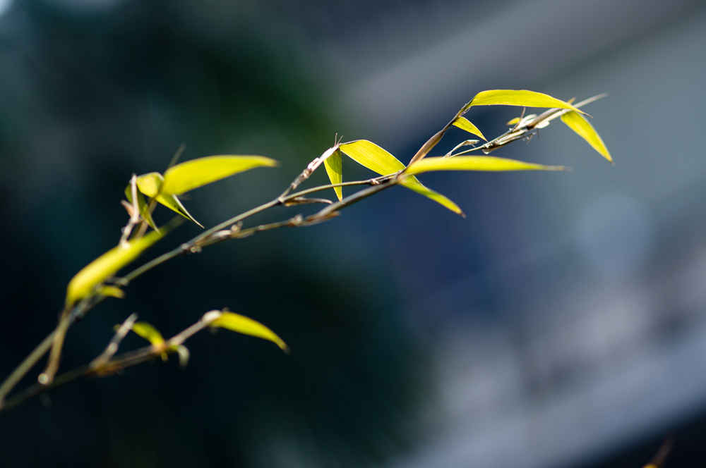 580用东蔡135 3.5手动镜头试拍腊梅-中关村在线摄影论坛