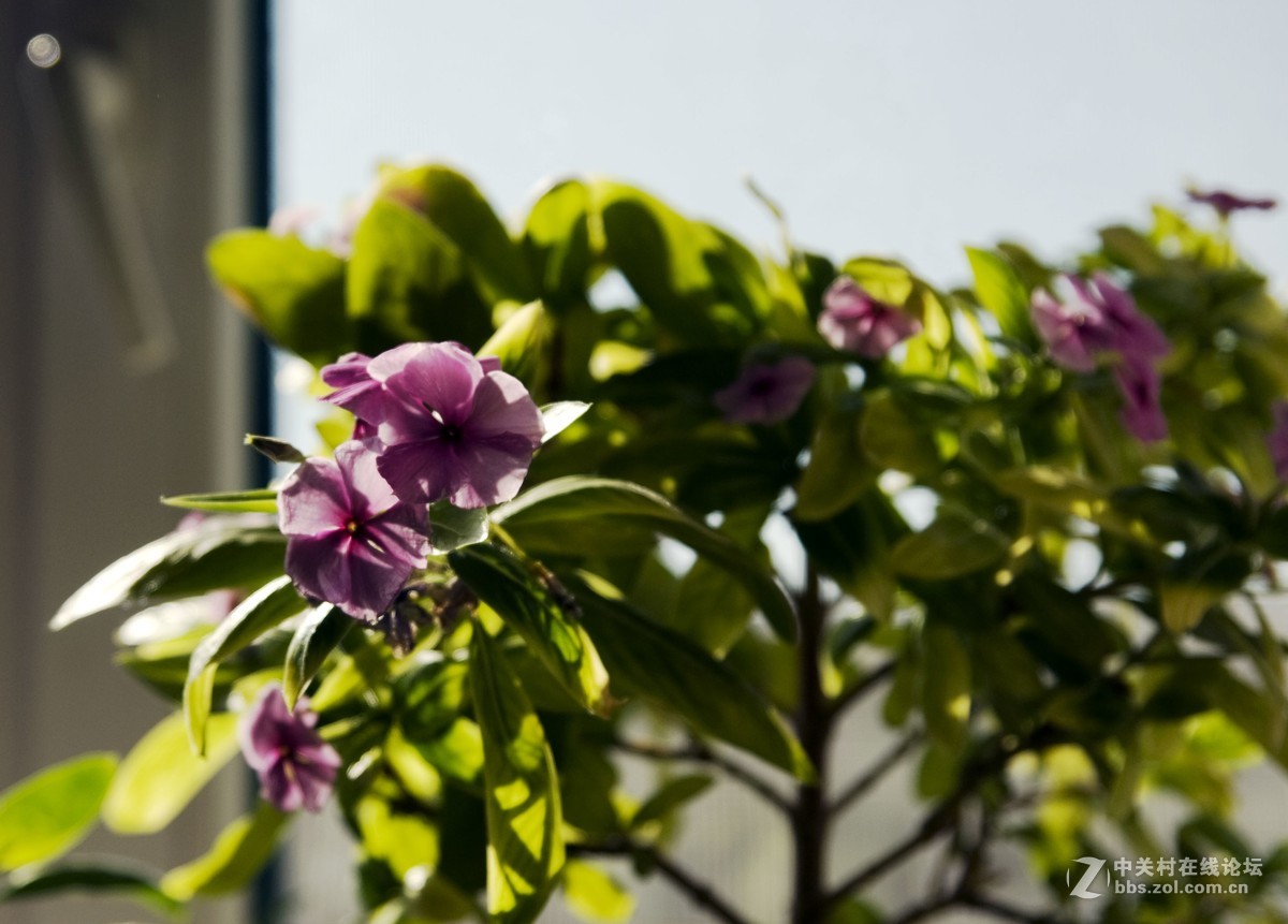 尼康AF24-85F2.8-4D镜头试镜-中关村在线摄影论坛