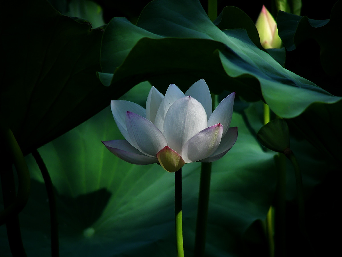 荷-中关村在线摄影论坛