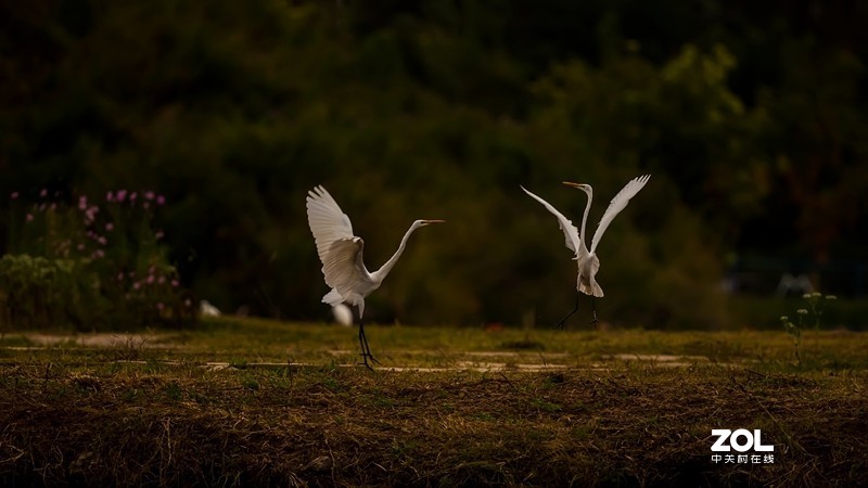 白鹭舞翩跹-中关村在线摄影论坛