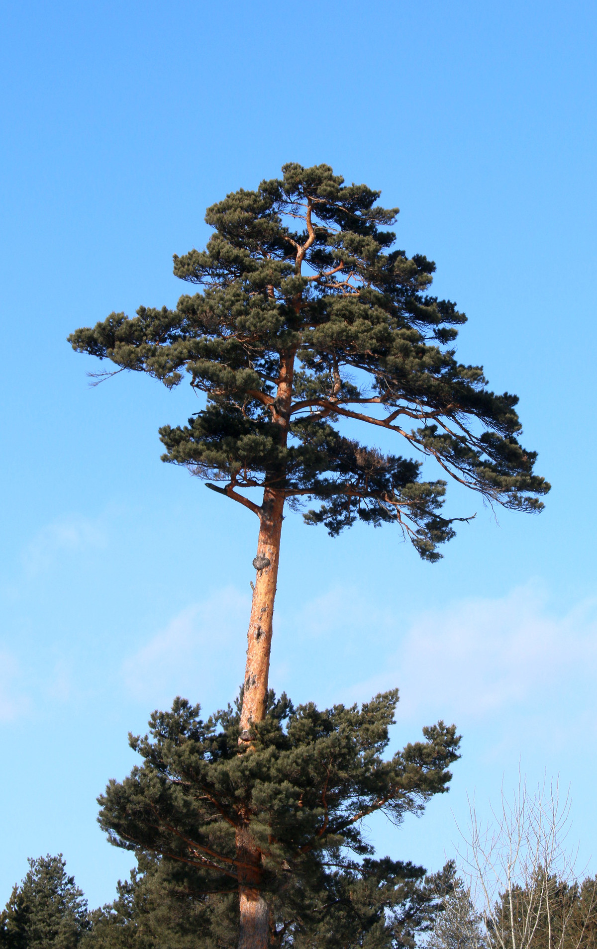 长白山下美人松-中关村在线摄影论坛