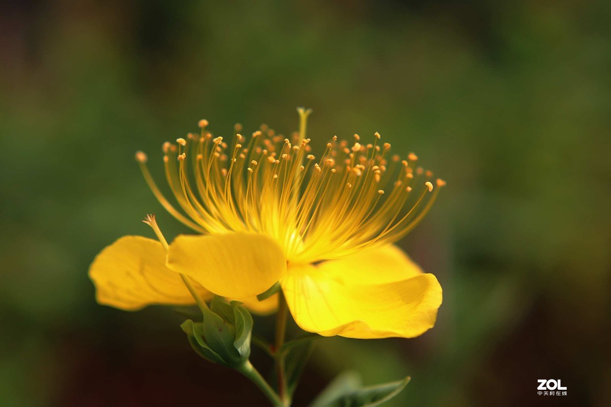 漂亮的金丝桃（祝中秋节快乐）-中关村在线摄影论坛