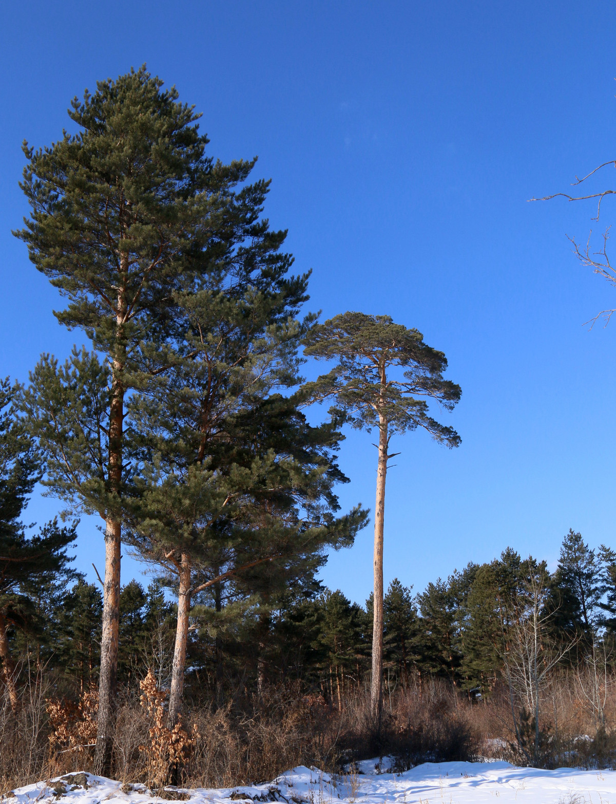 长白山下美人松-中关村在线摄影论坛