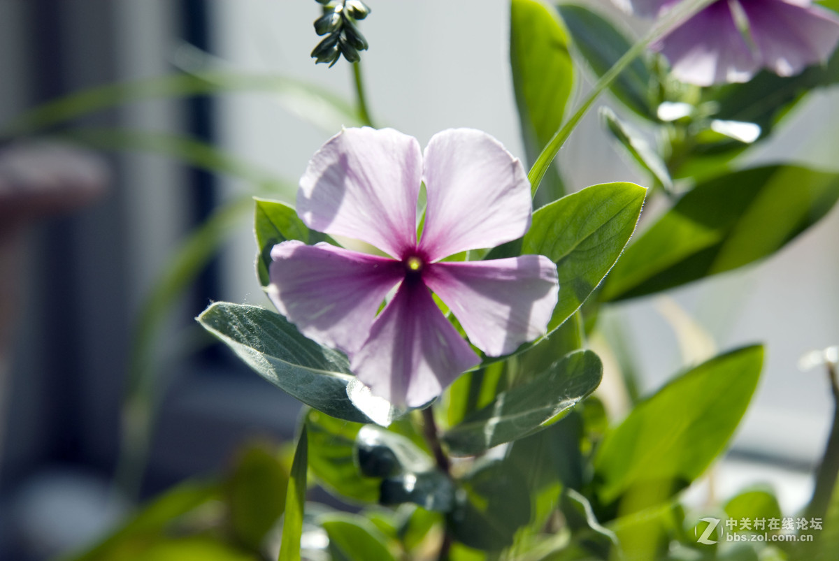 尼康AF24-85F2.8-4D镜头试镜-中关村在线摄影论坛