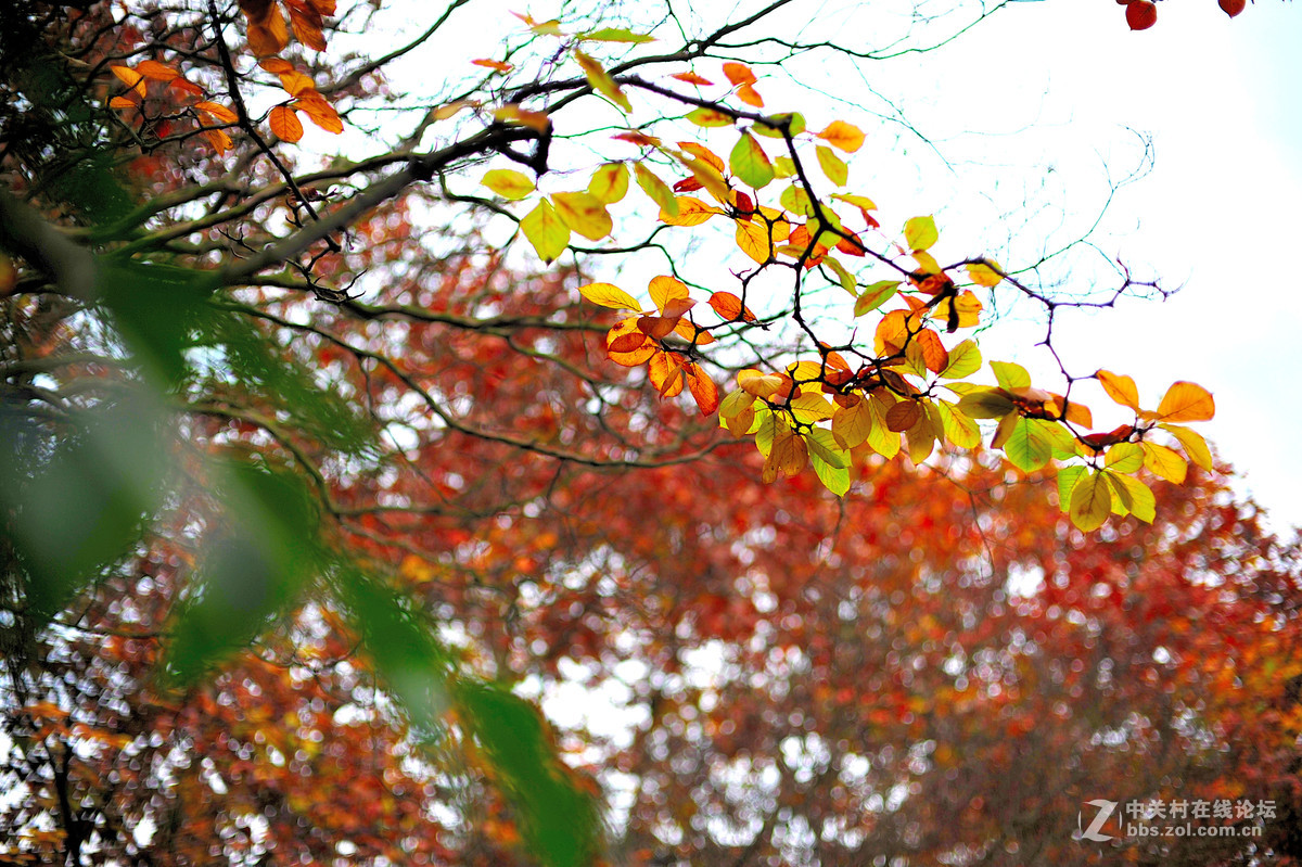 忆四川江油之秋-中关村在线摄影论坛