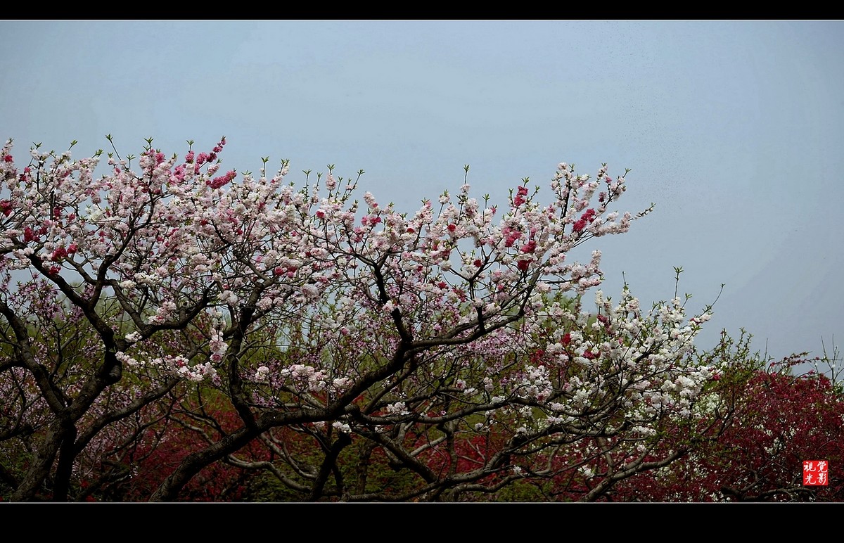 【视觉光影】春花烂漫：《日照论坛》成立周年庆！-中关村在线摄影论坛