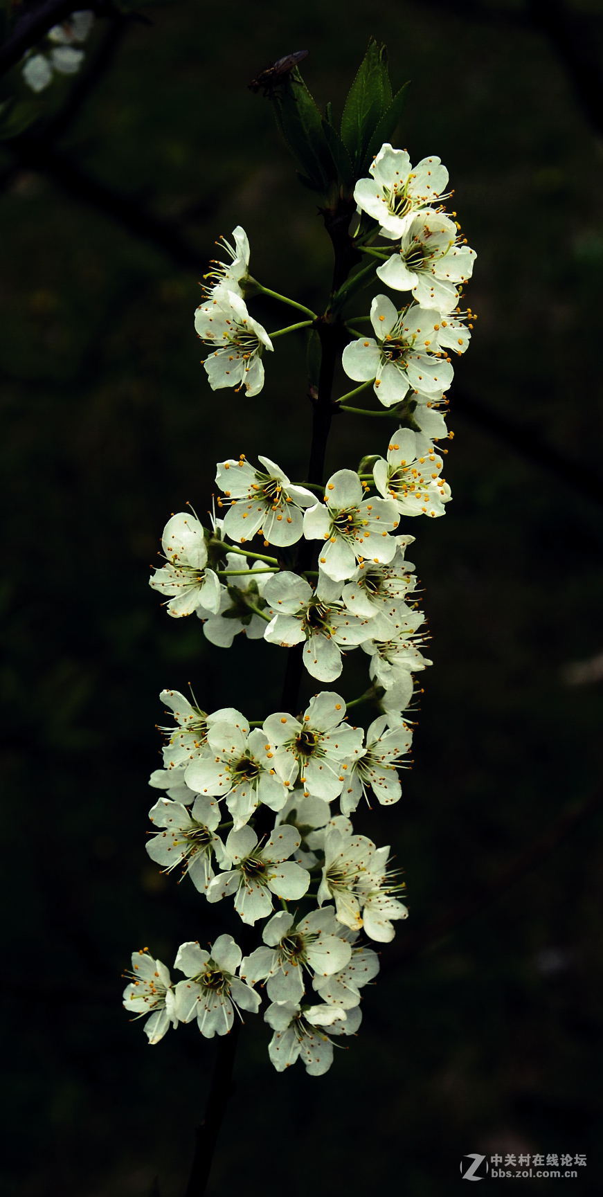 拍一组花请各位指正-中关村在线摄影论坛