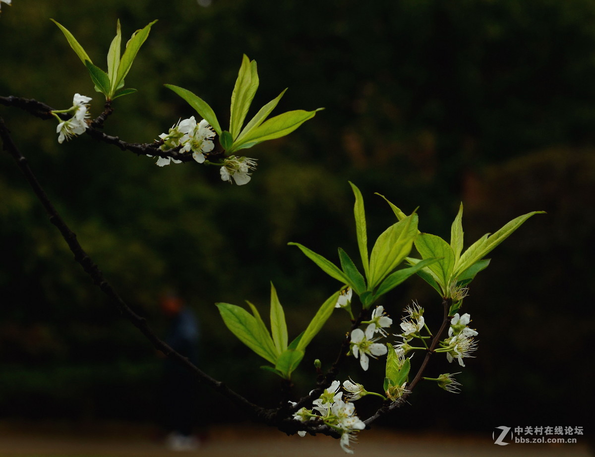 拍一组花请各位指正-中关村在线摄影论坛