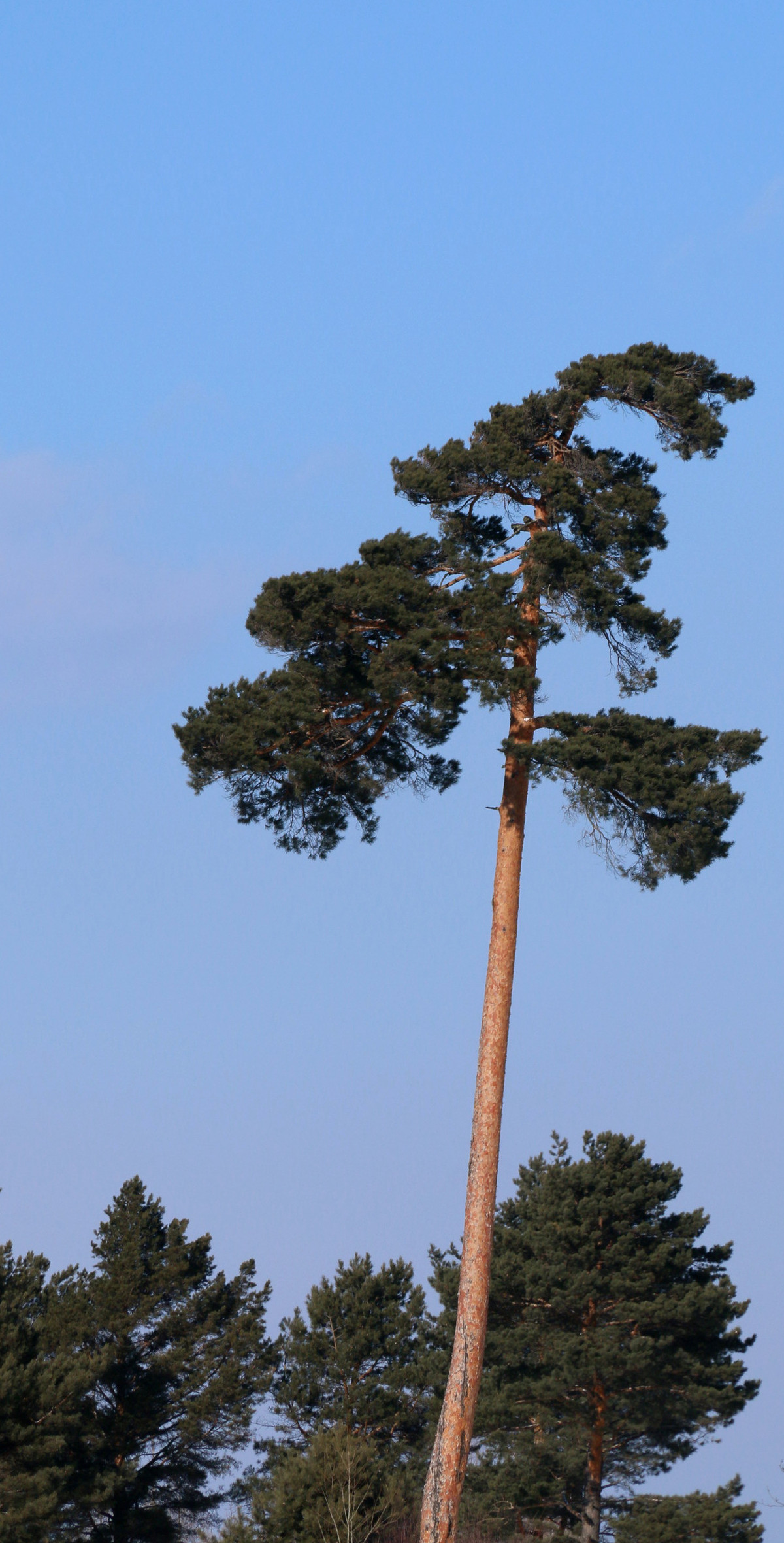 长白山下美人松-中关村在线摄影论坛