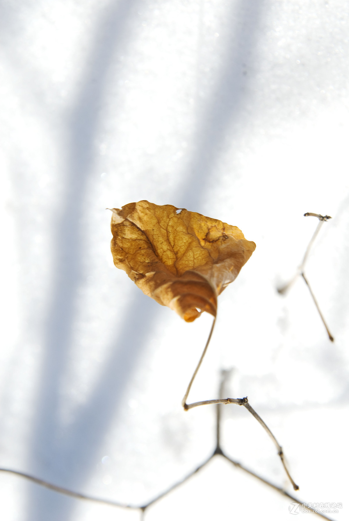 尼康AF24-85F2.8-4D镜头试镜-中关村在线摄影论坛