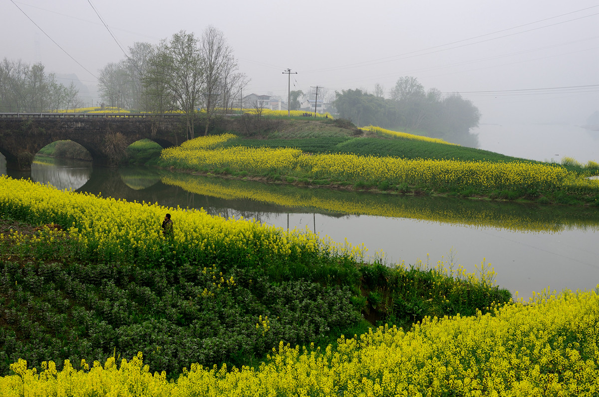 潼南、射洪油菜花掠影-中关村在线摄影论坛