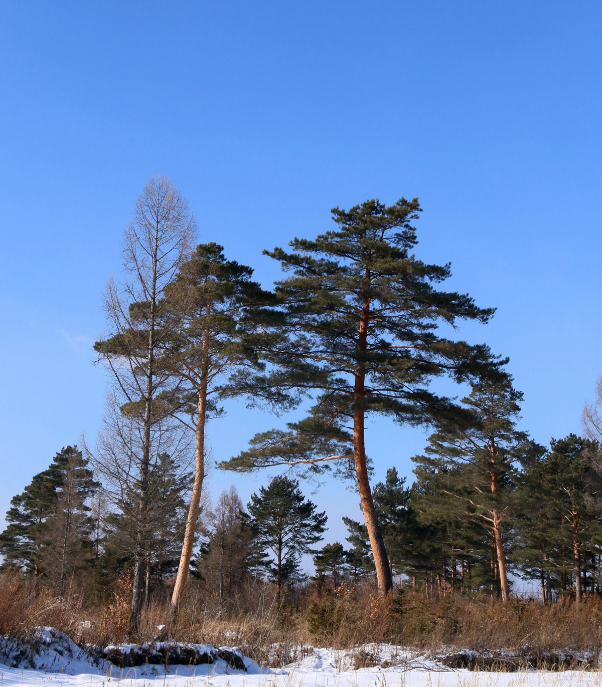 长白山下美人松-中关村在线摄影论坛