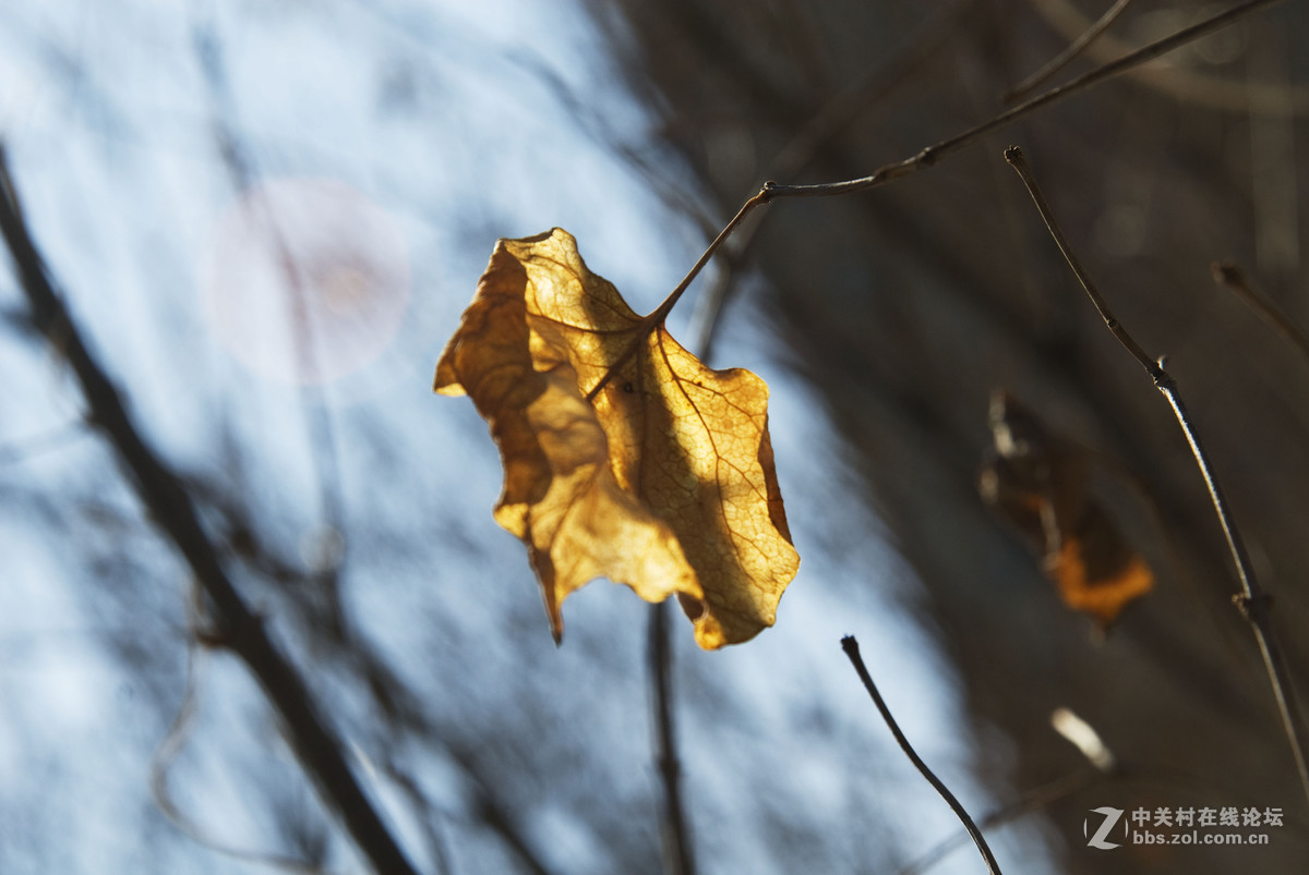 尼康AF24-85F2.8-4D镜头试镜-中关村在线摄影论坛