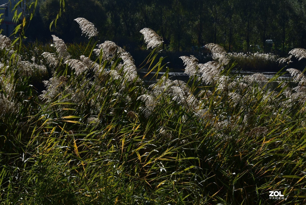 深秋伊通河-中关村在线摄影论坛