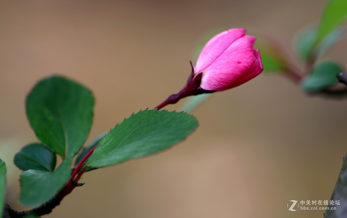 Canon 6D-百微+Nikon D7000-105-中关村在线摄影论坛