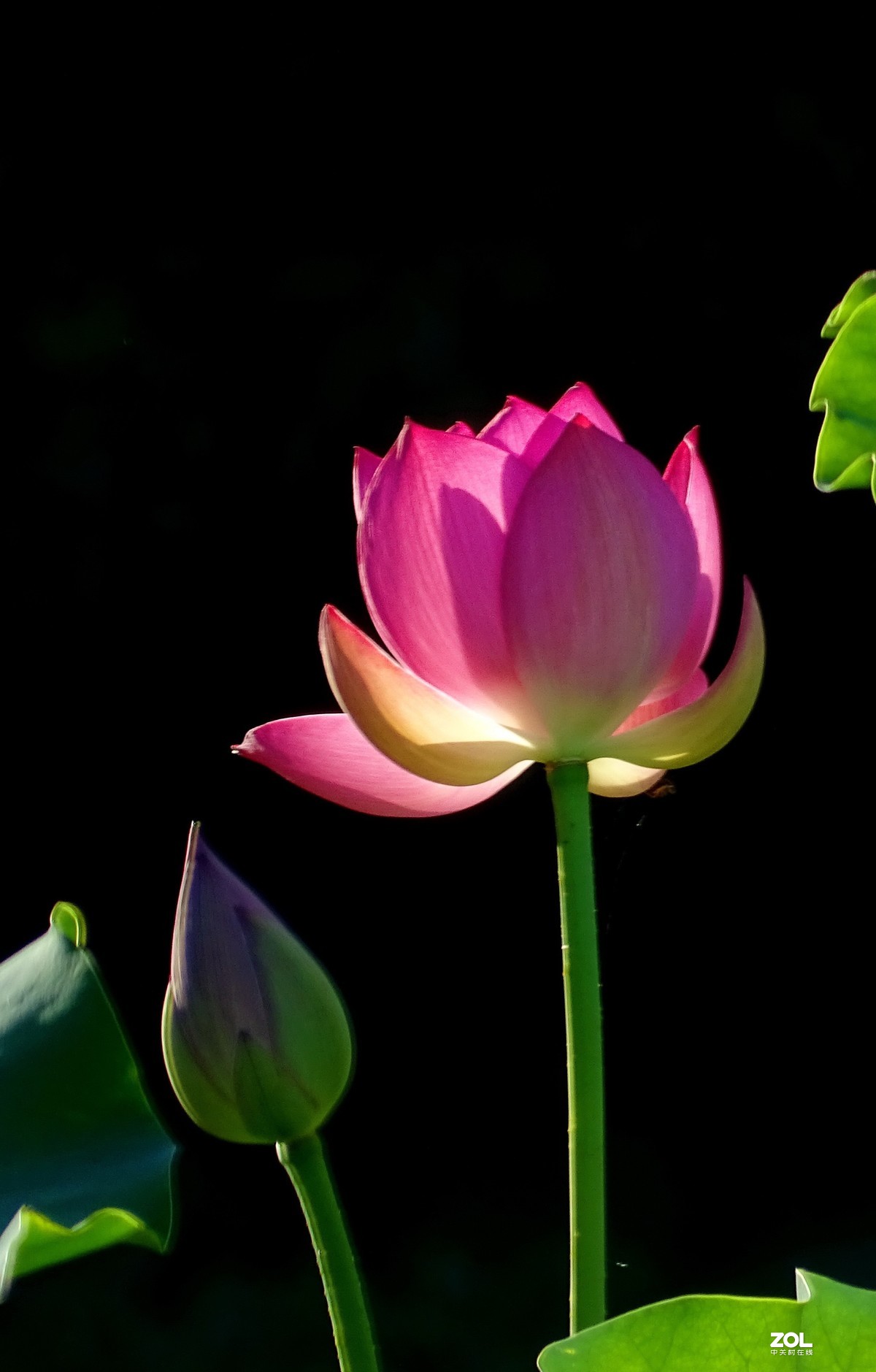 花卉（40）-中关村在线摄影论坛