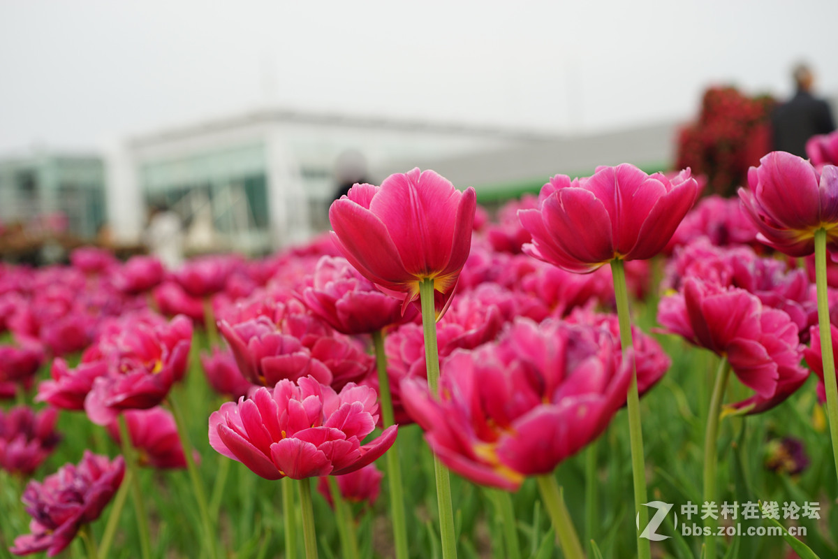 a7m2 + 美能达 28-85/ 50 2.8 花展试拍-中关村在线摄影论坛