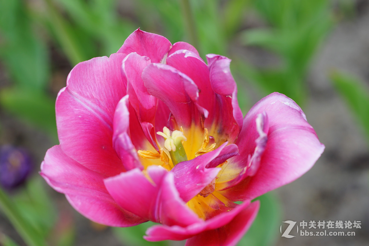 a7m2 + 美能达 28-85/ 50 2.8 花展试拍-中关村在线摄影论坛