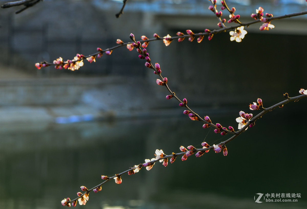 美丽山桃花-中关村在线摄影论坛
