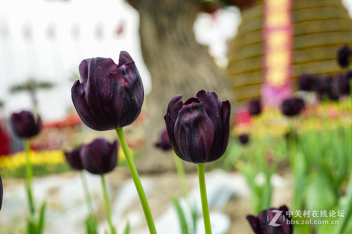 a7m2 + 美能达 28-85/ 50 2.8 花展试拍-中关村在线摄影论坛