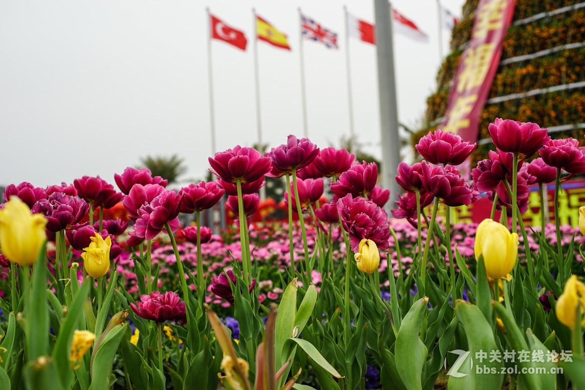 a7m2 + 美能达 28-85/ 50 2.8 花展试拍-中关村在线摄影论坛