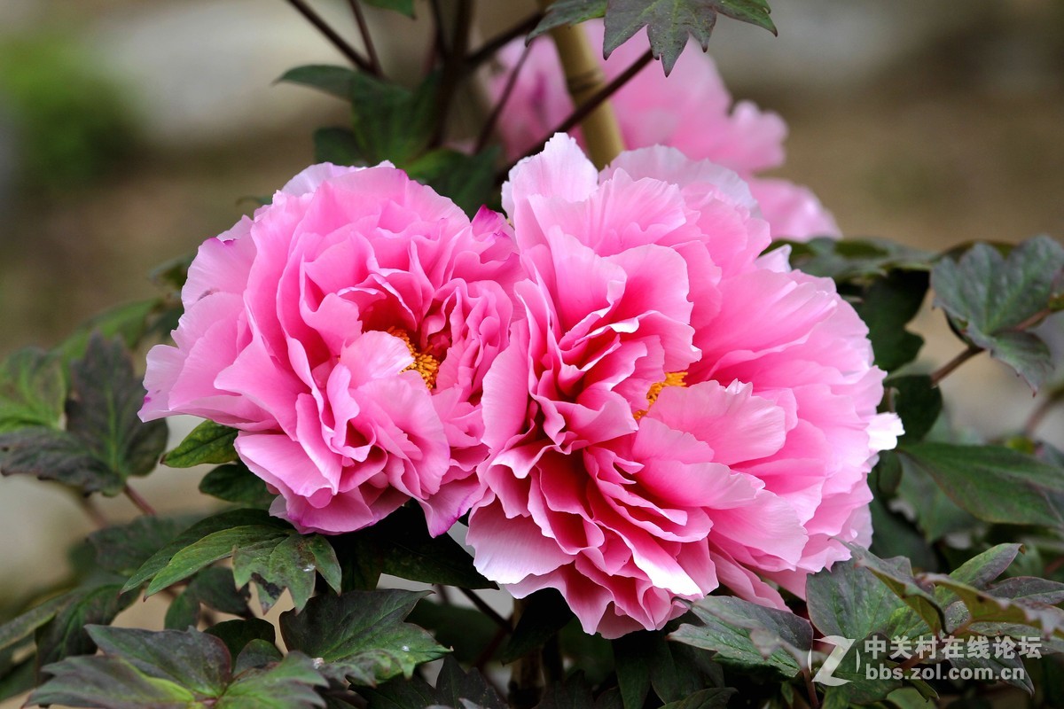 2014年日本大阪拍牡丹。-中关村在线摄影论坛