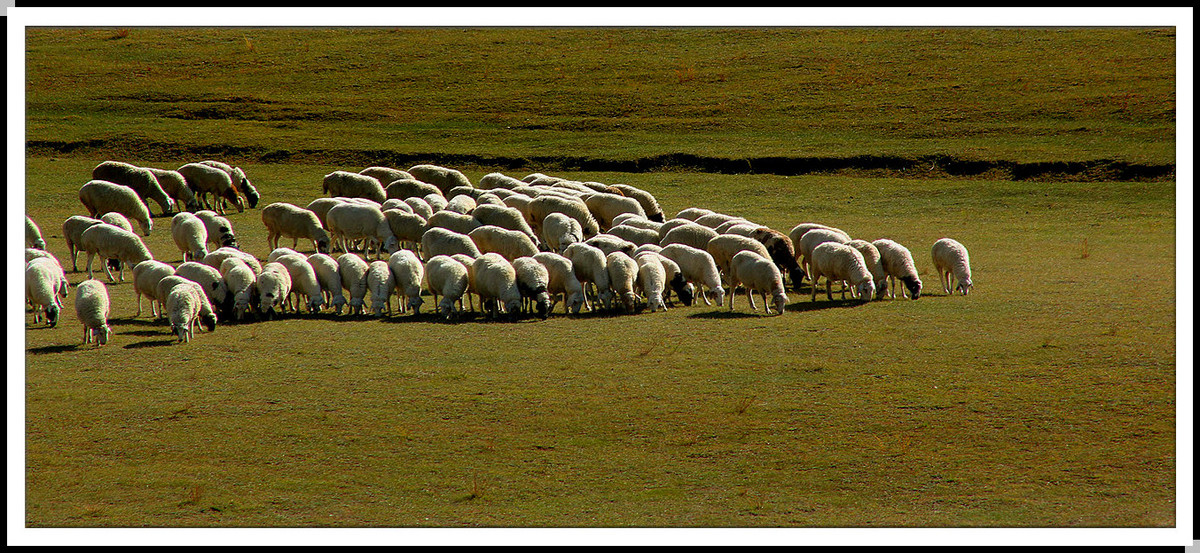 ZOL金秋乌兰布统深度摄影作业（四十二）草原牧羊图／伍-中关村在线摄影论坛