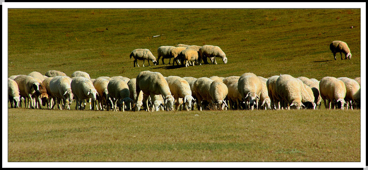 ZOL金秋乌兰布统深度摄影作业（四十二）草原牧羊图／伍-中关村在线摄影论坛