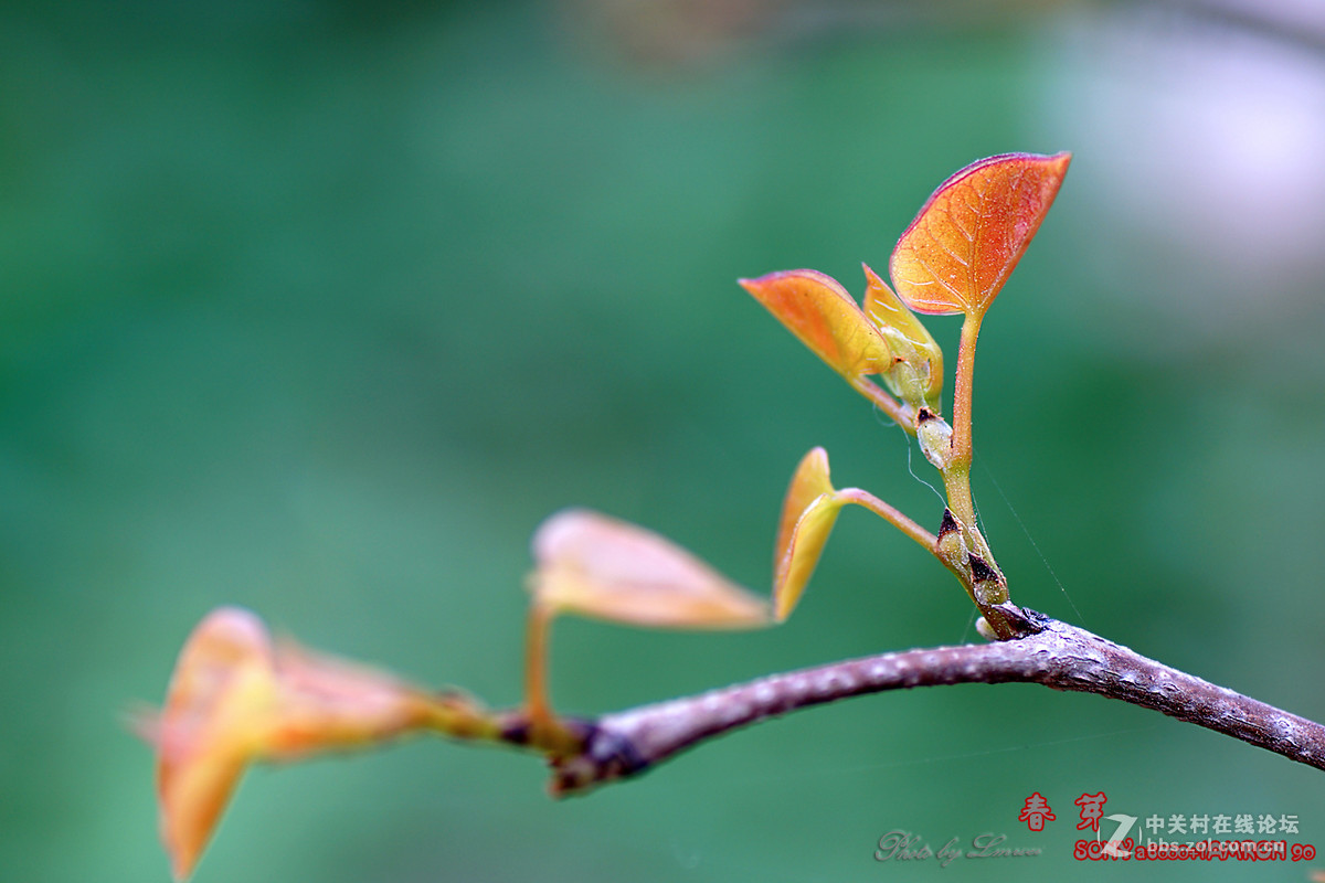 【春芽】-转接腾龙90微小片-中关村在线摄影论坛