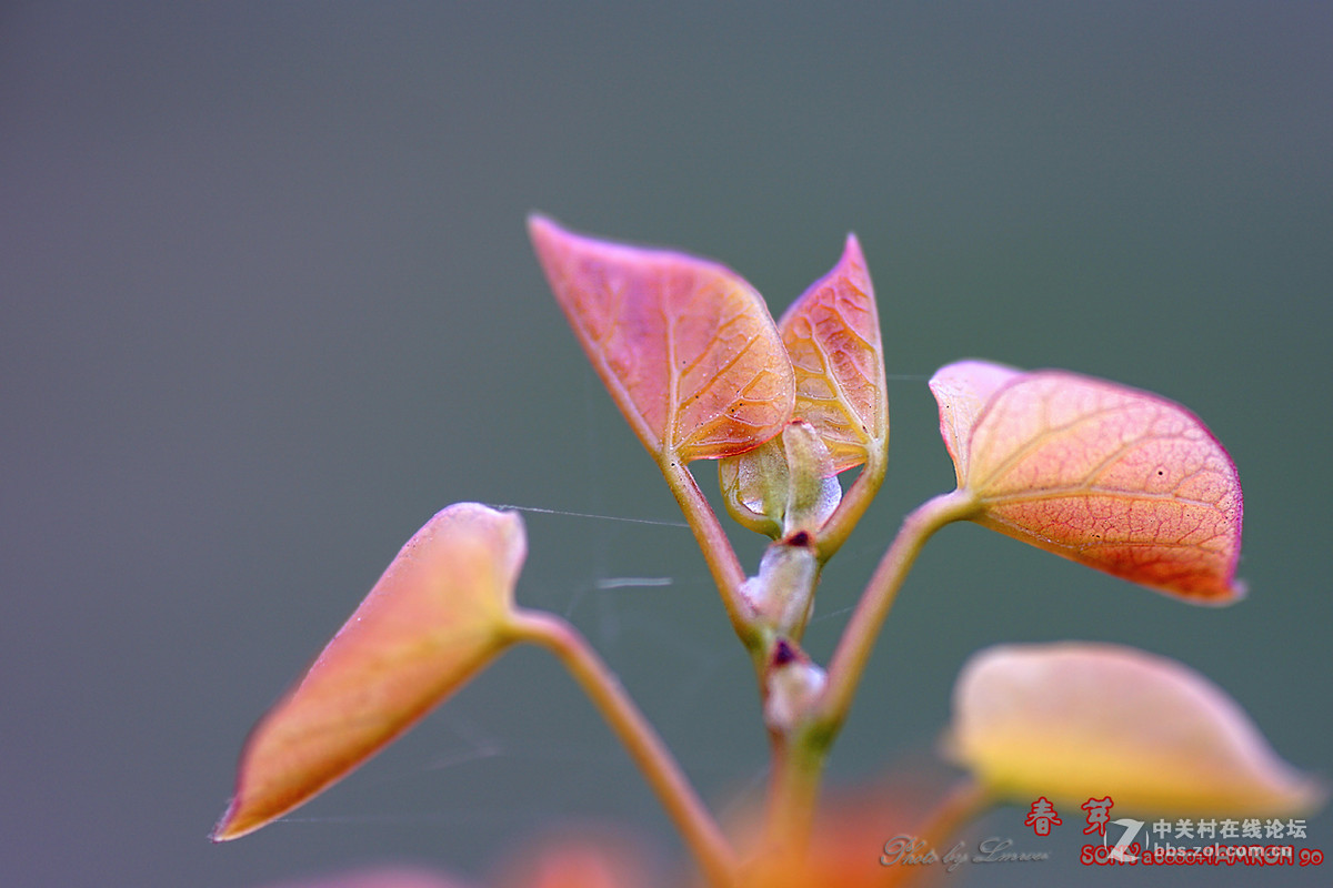 【春芽】-转接腾龙90微小片-中关村在线摄影论坛