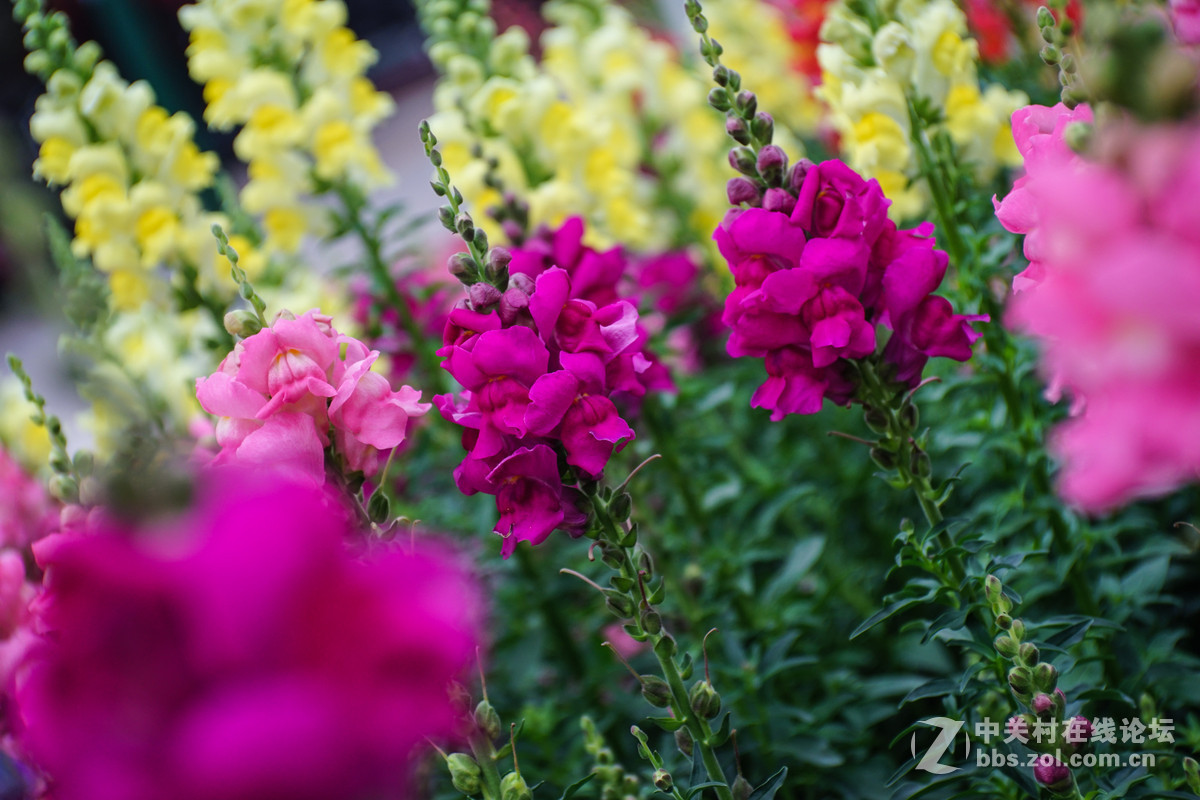 a7m2 + 美能达 28-85/ 50 2.8 花展试拍-中关村在线摄影论坛