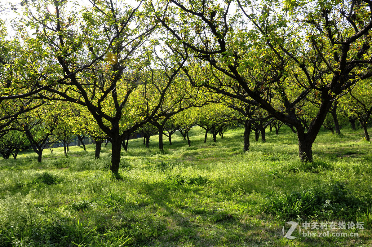 上方山公园-中关村在线摄影论坛