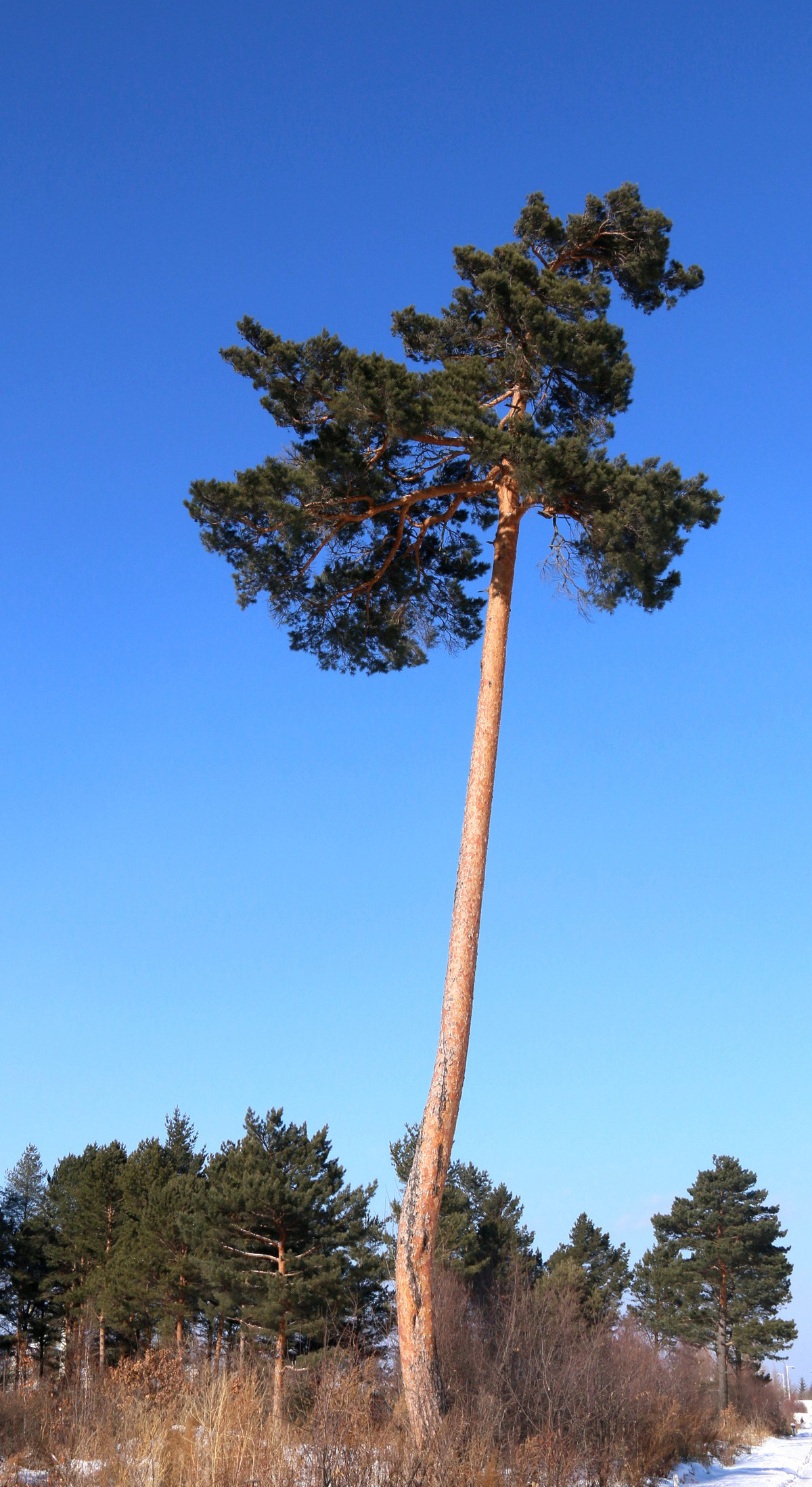 长白山下美人松-中关村在线摄影论坛