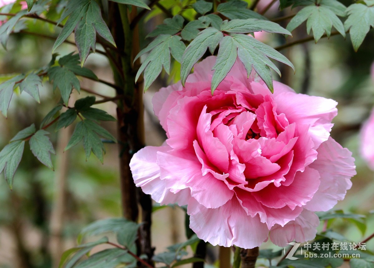 2014年日本大阪拍牡丹。-中关村在线摄影论坛