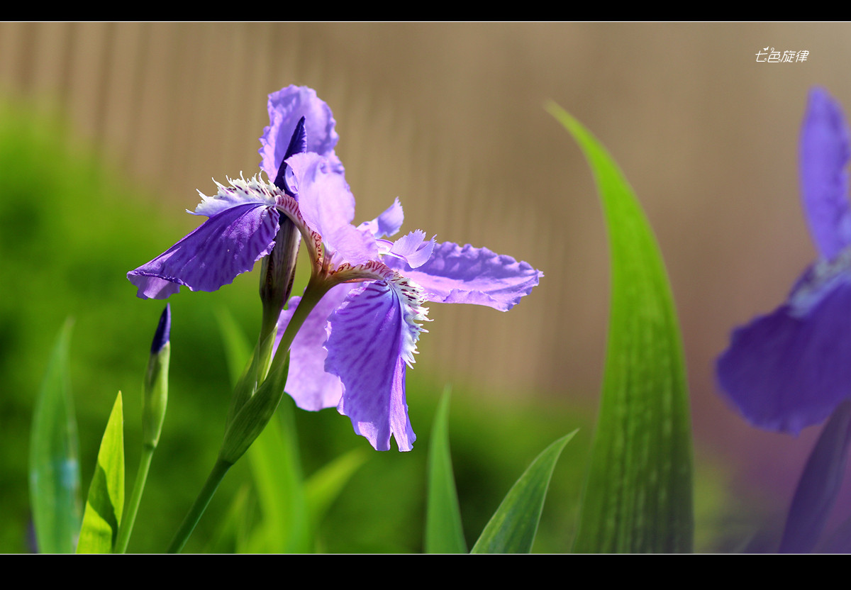 佳能700d + 85 1.8 杂拍-中关村在线摄影论坛