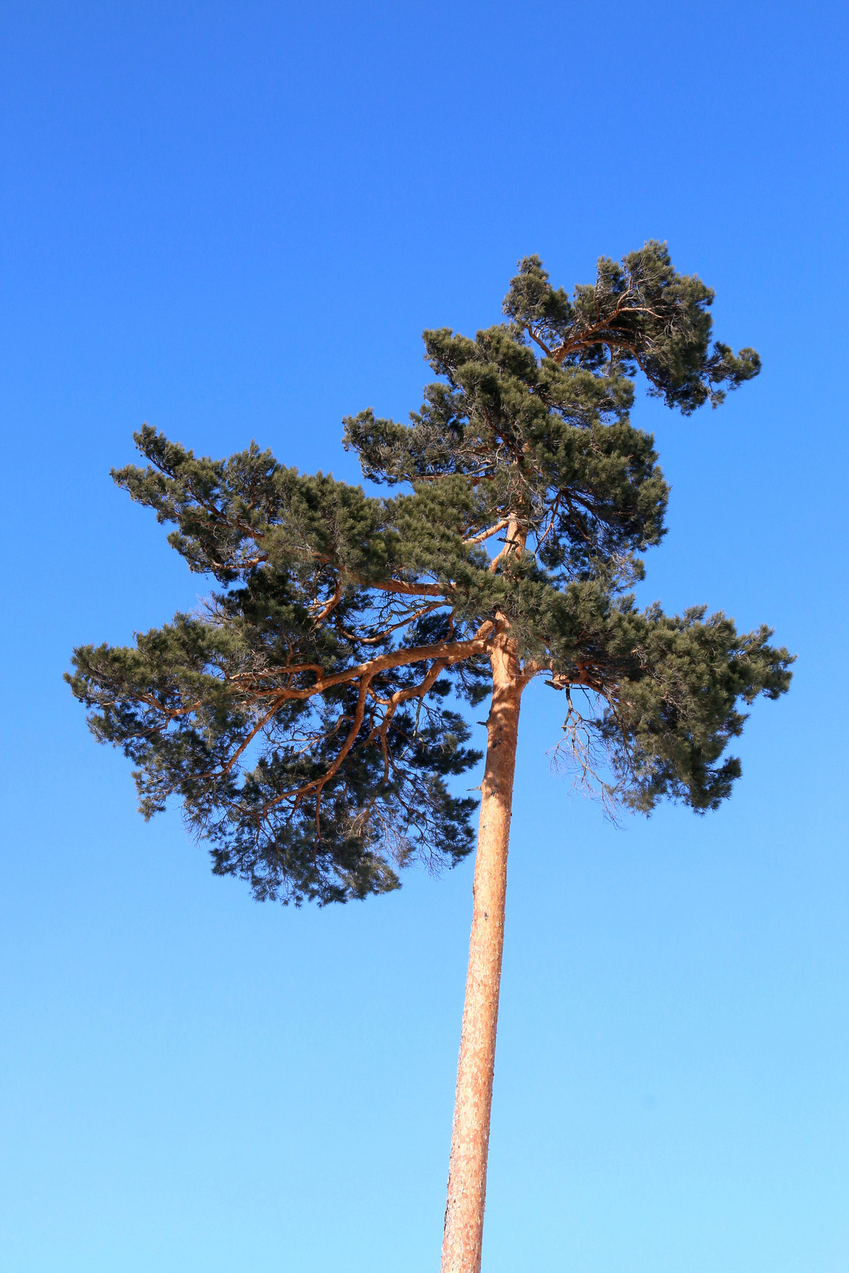 长白山下美人松-中关村在线摄影论坛