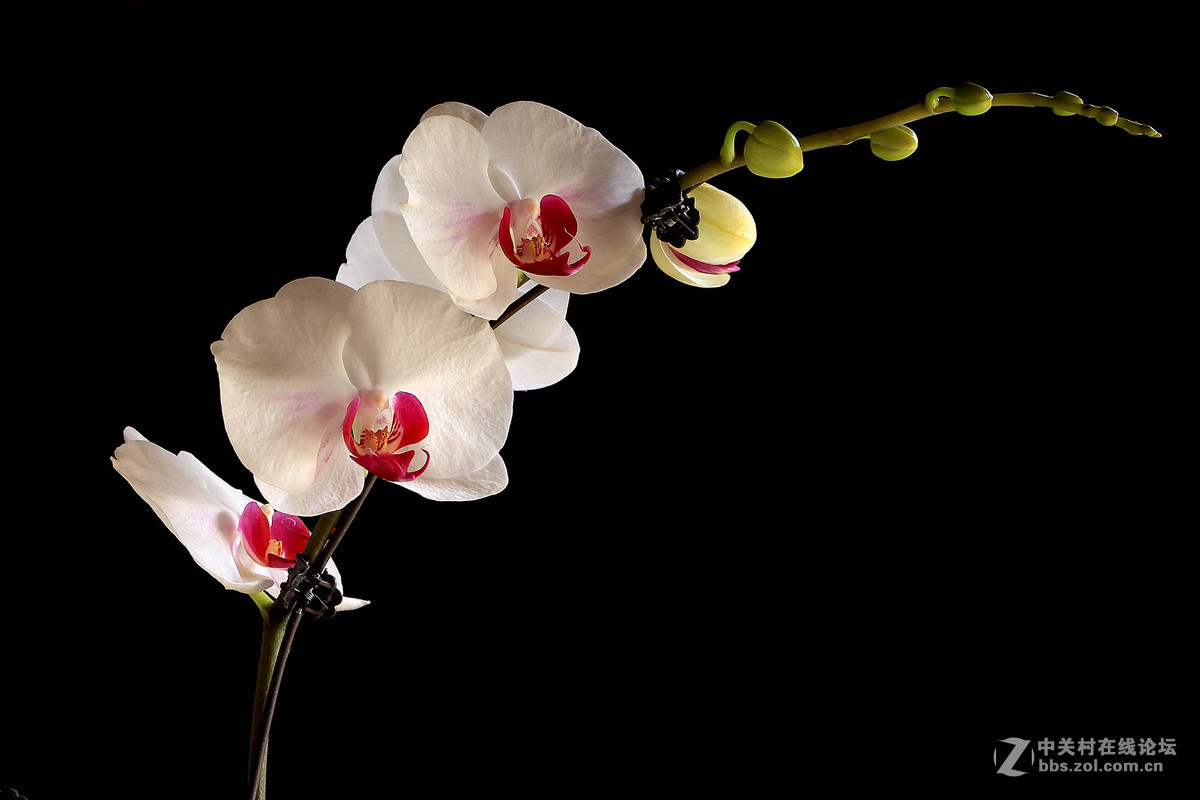 光影兰花-中关村在线摄影论坛