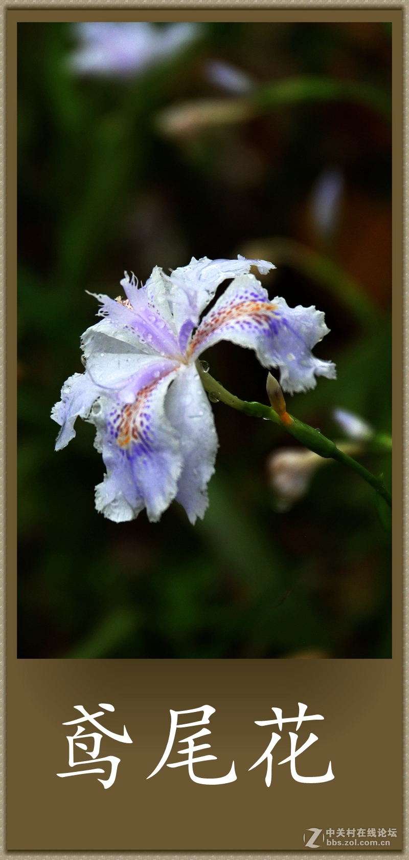 鸢尾花-中关村在线摄影论坛