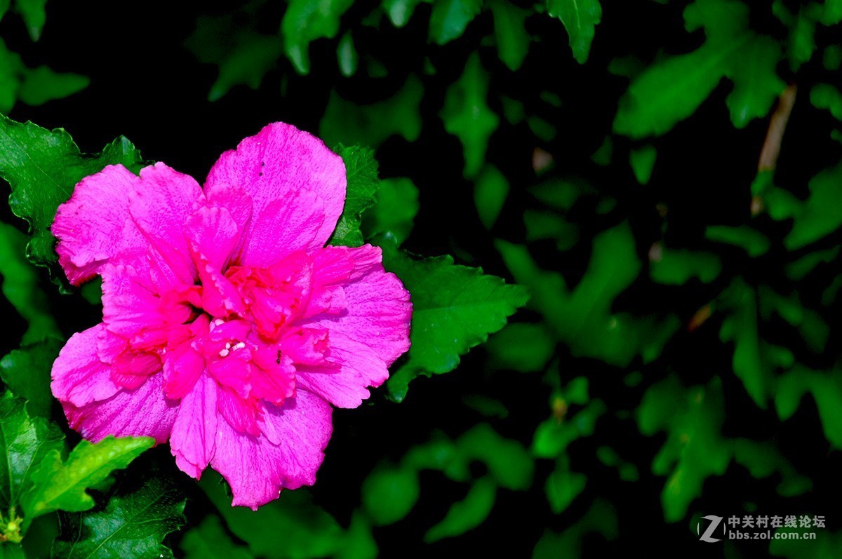 木槿-中关村在线摄影论坛
