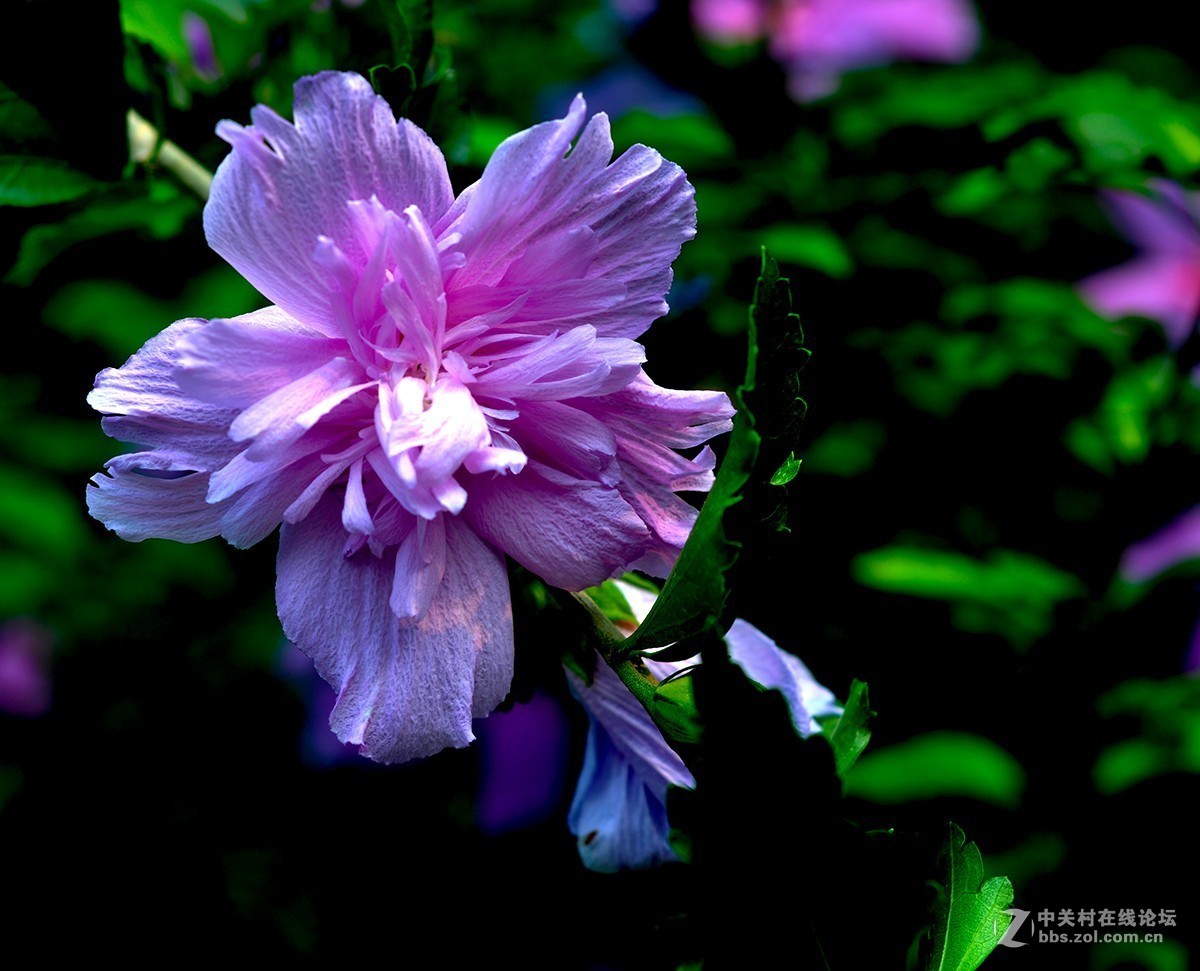 木槿-中关村在线摄影论坛