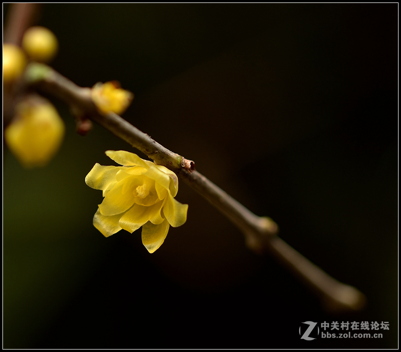 月坛公园拍腊梅。-中关村在线摄影论坛