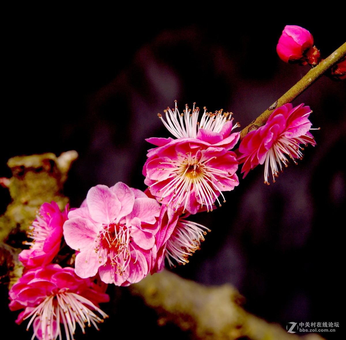 红梅报春-中关村在线摄影论坛